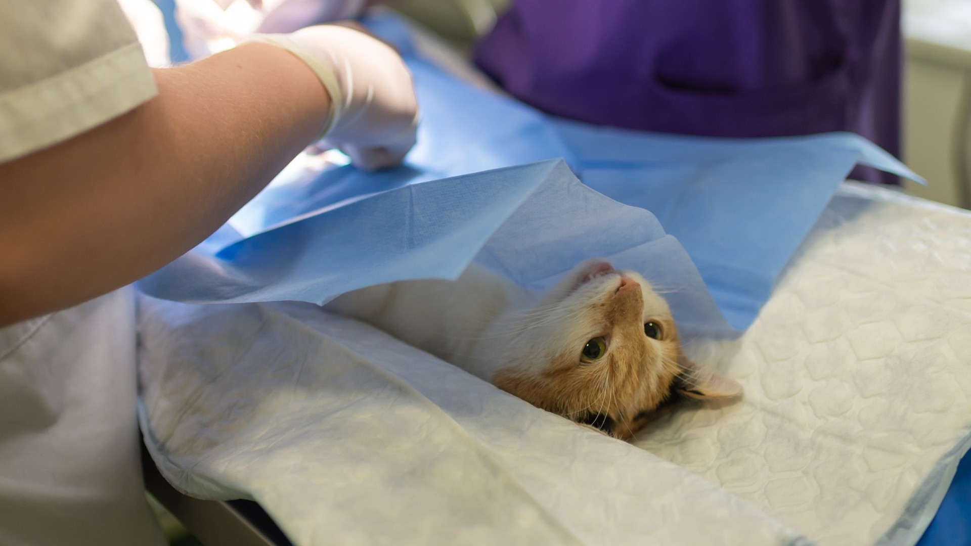 Pet Surgery In St. Clair County, MI 48040 | Marysville Veterinary Clinic