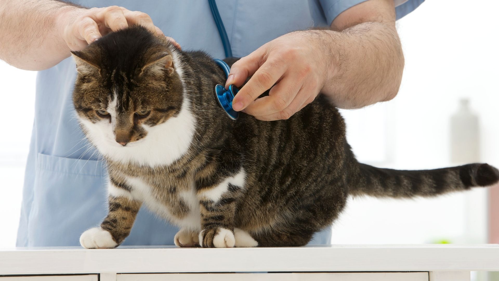 Pet Laboratory In St. Clair County, MI 48040 | Marysville Veterinary Clinic